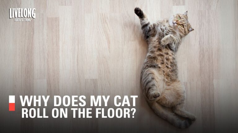 Why Does My Cat Roll on the Floor? – Livelong
