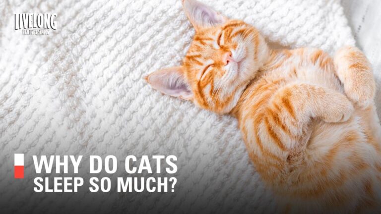 Why Do Cats Sleep So Much? – Livelong