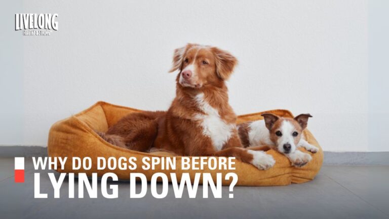 Why Do Dogs Turn in Circles Before Lying Down? – Livelong